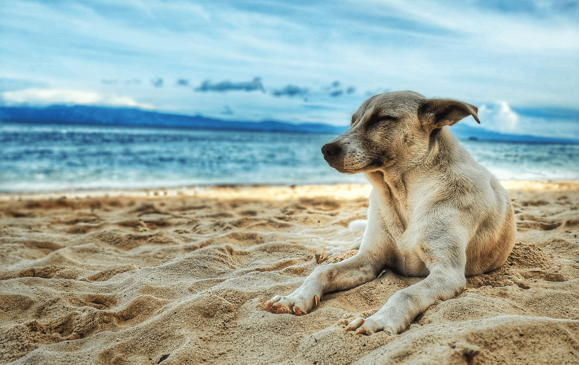 Payment Options For Veterinary Care | All Pets Center
